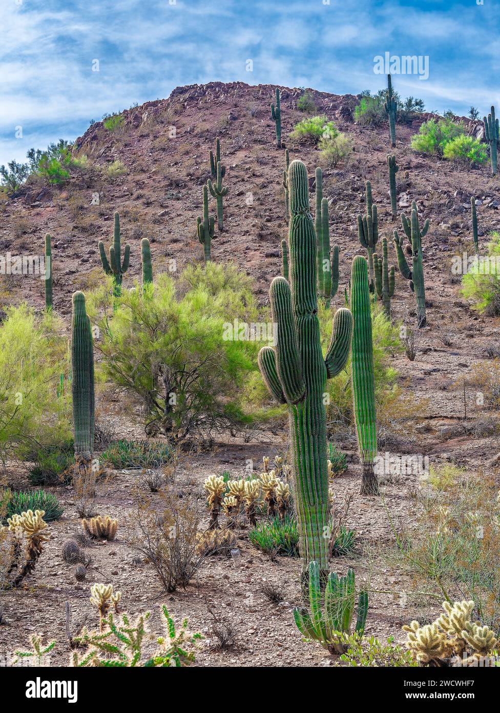 Cacti in Phoenix desert botanical garden, Arizona, USA Stock Photo - Alamy