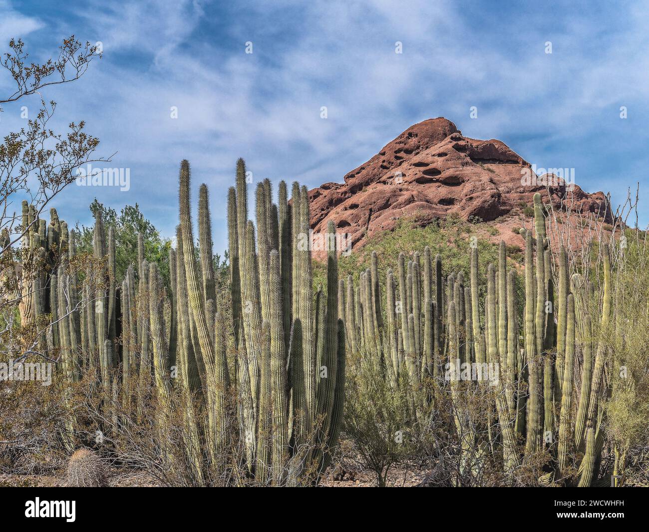 Cacti in Phoenix desert botanical garden, Arizona, USA Stock Photo - Alamy