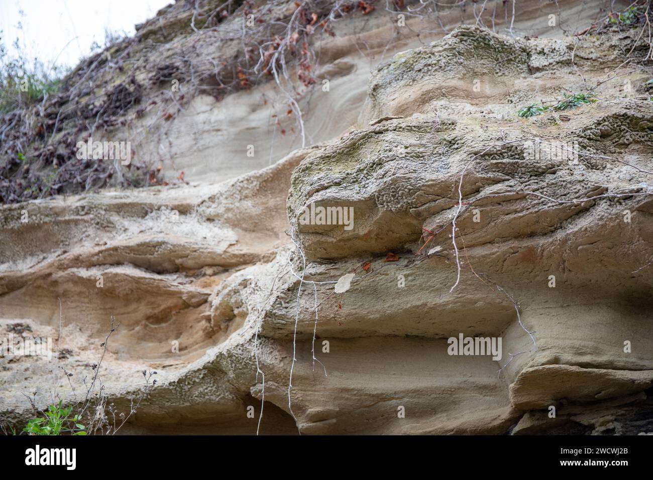 Steep rock with moss, leaves and branches Stock Photo - Alamy