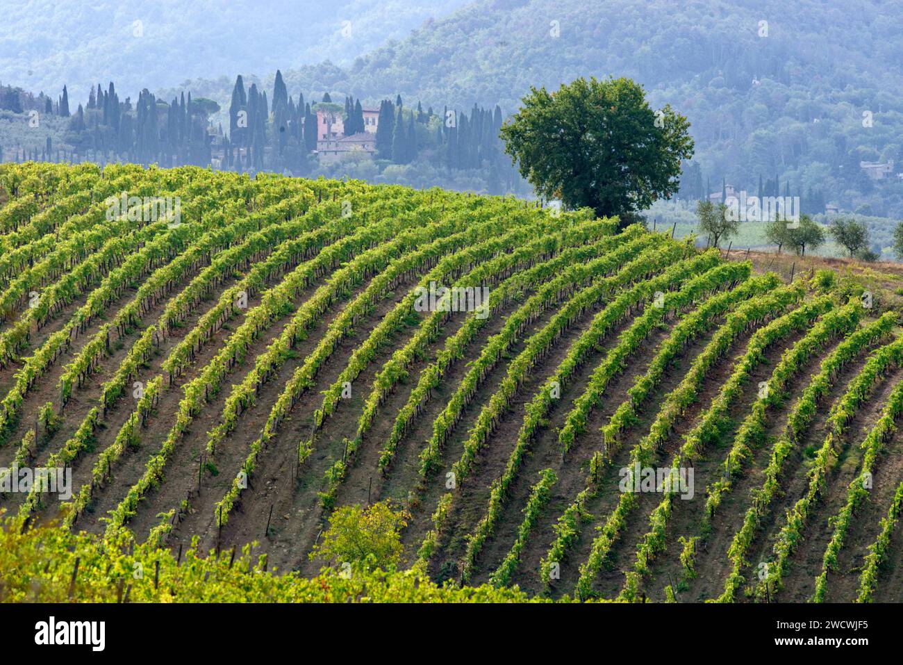 Italy, Tuscany, Chianti wine region, Radda in Chianti, vineyard Stock ...