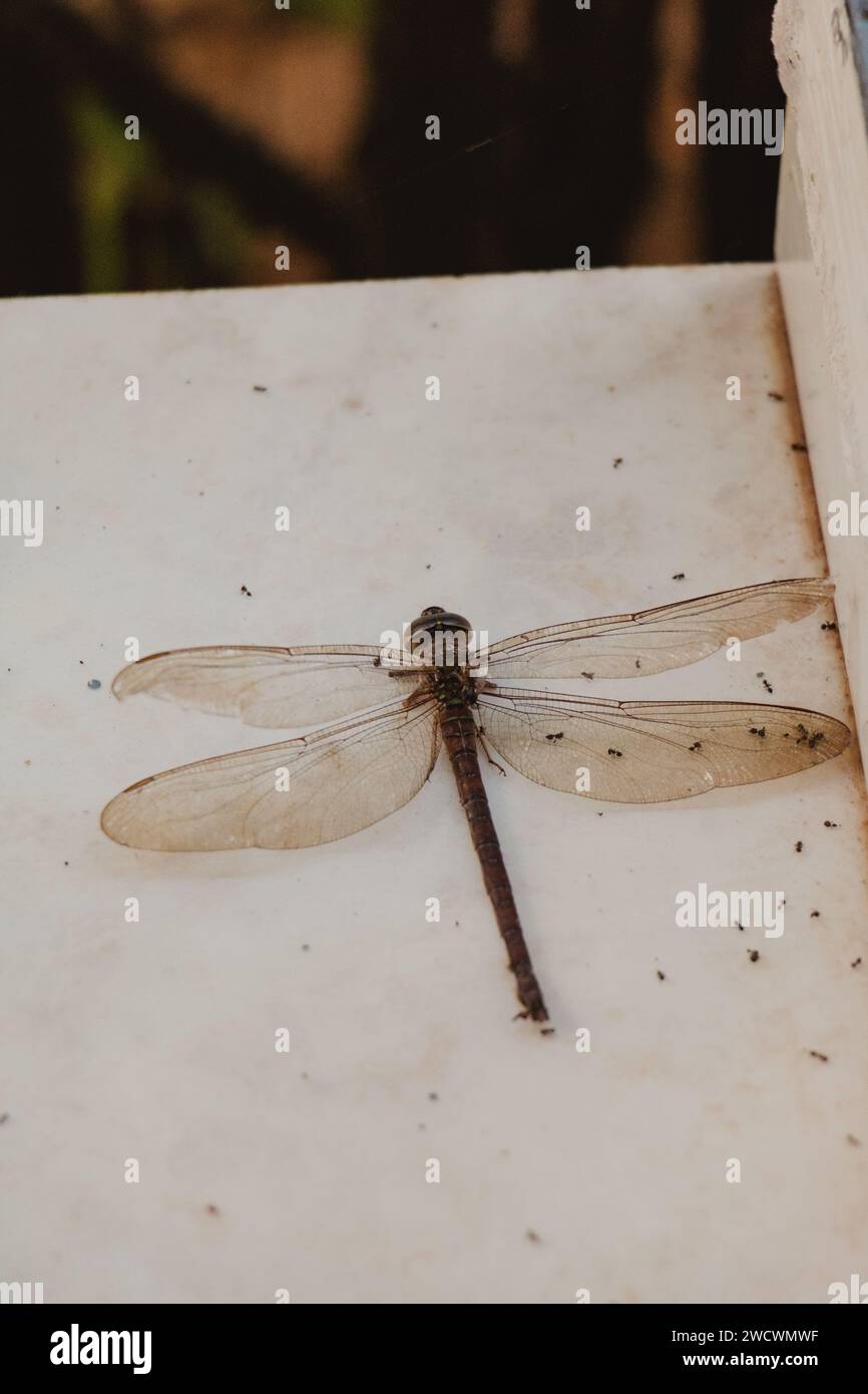 Closeup wing hi-res stock photography and images - Alamy