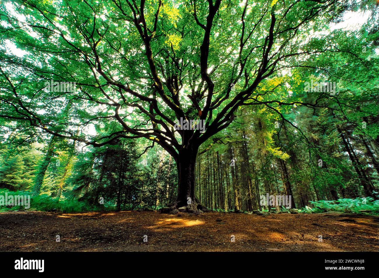France, Brittany, Brocéliande Forest, Ponthus beech Stock Photo - Alamy