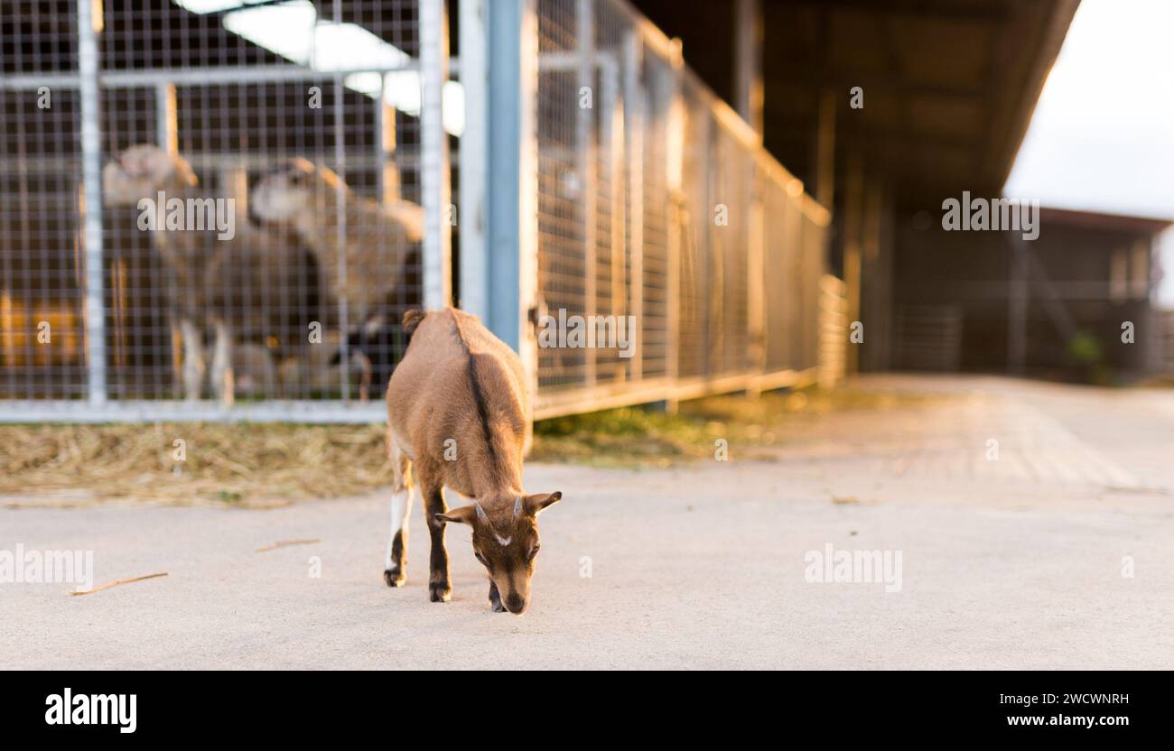 Kid walking in the zoo Stock Photo - Alamy