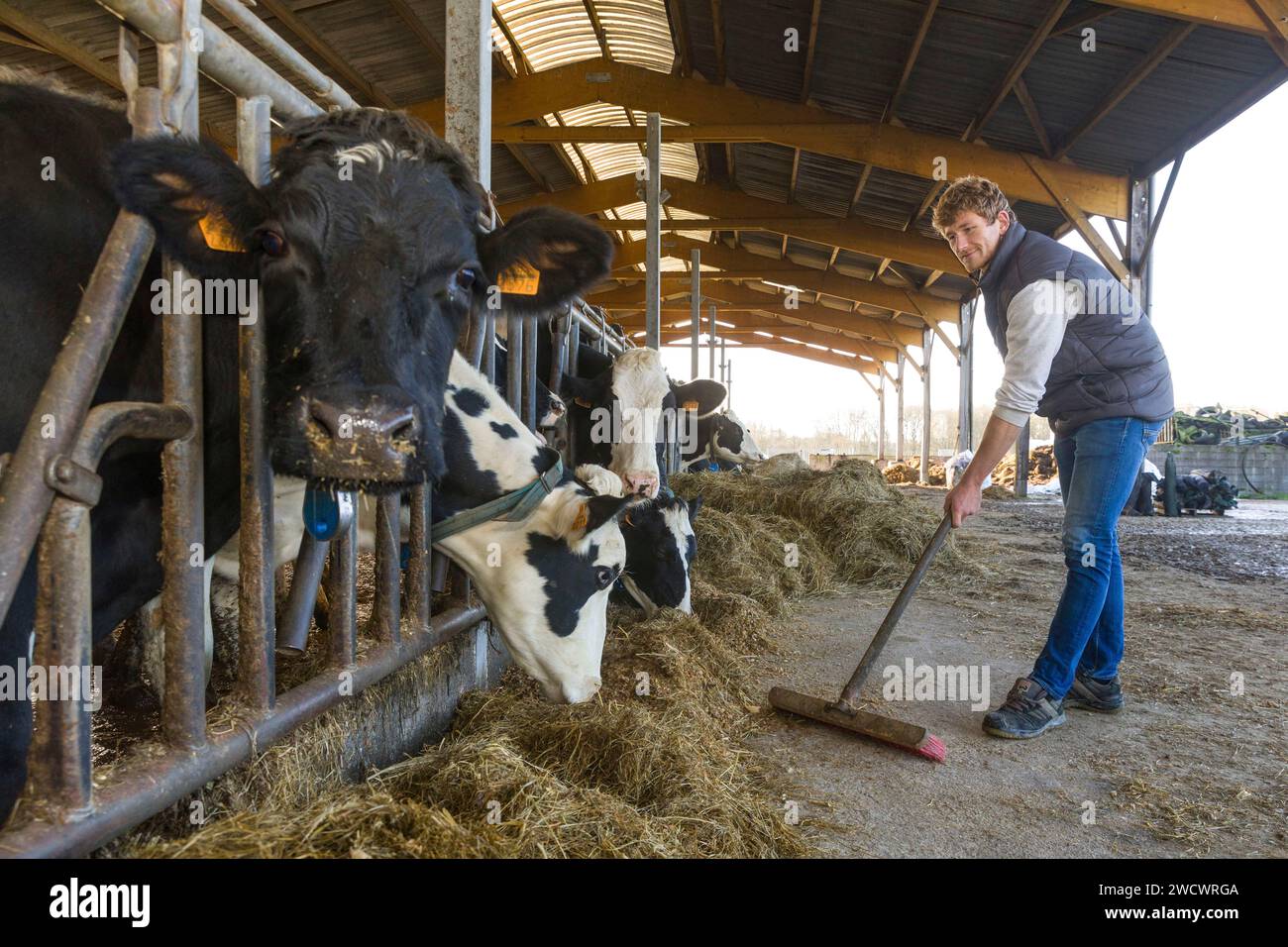 Man milk cow hi-res stock photography and images - Alamy