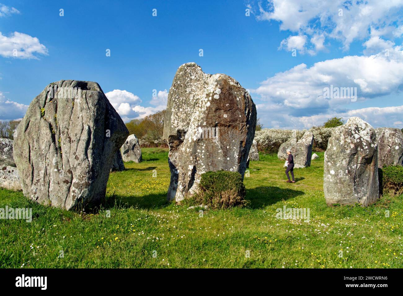 France, Morbihan, Erdeven, row of megalithic standing stones of ...