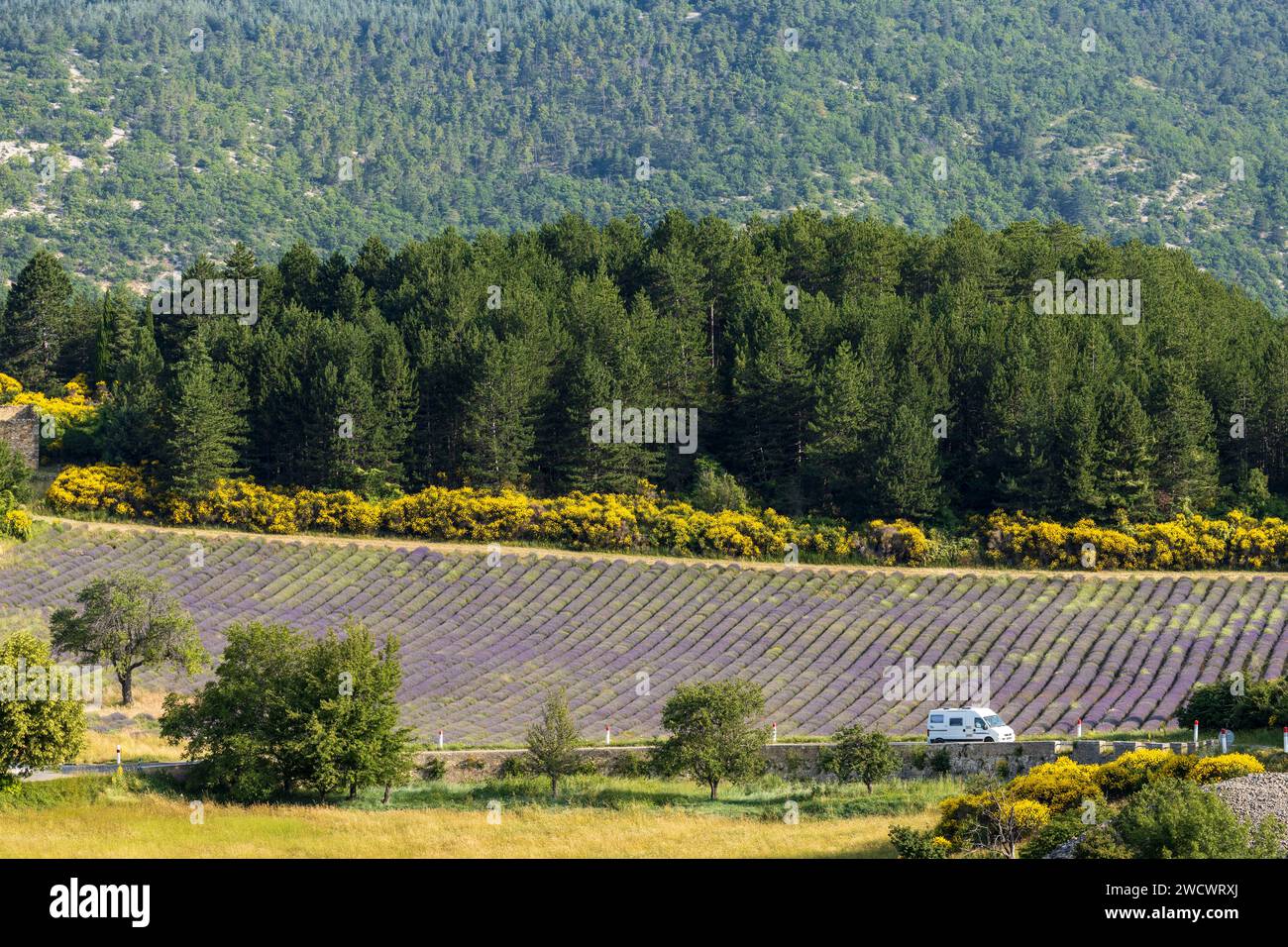 France, Vaucluse, Mont Ventoux Regional Natural Park, Aurel, lavender ...