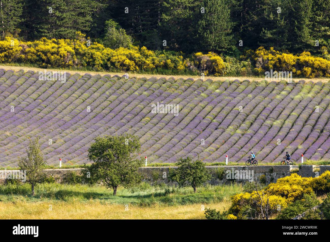 France, Vaucluse, Mont Ventoux Regional Natural Park, Aurel, lavender ...