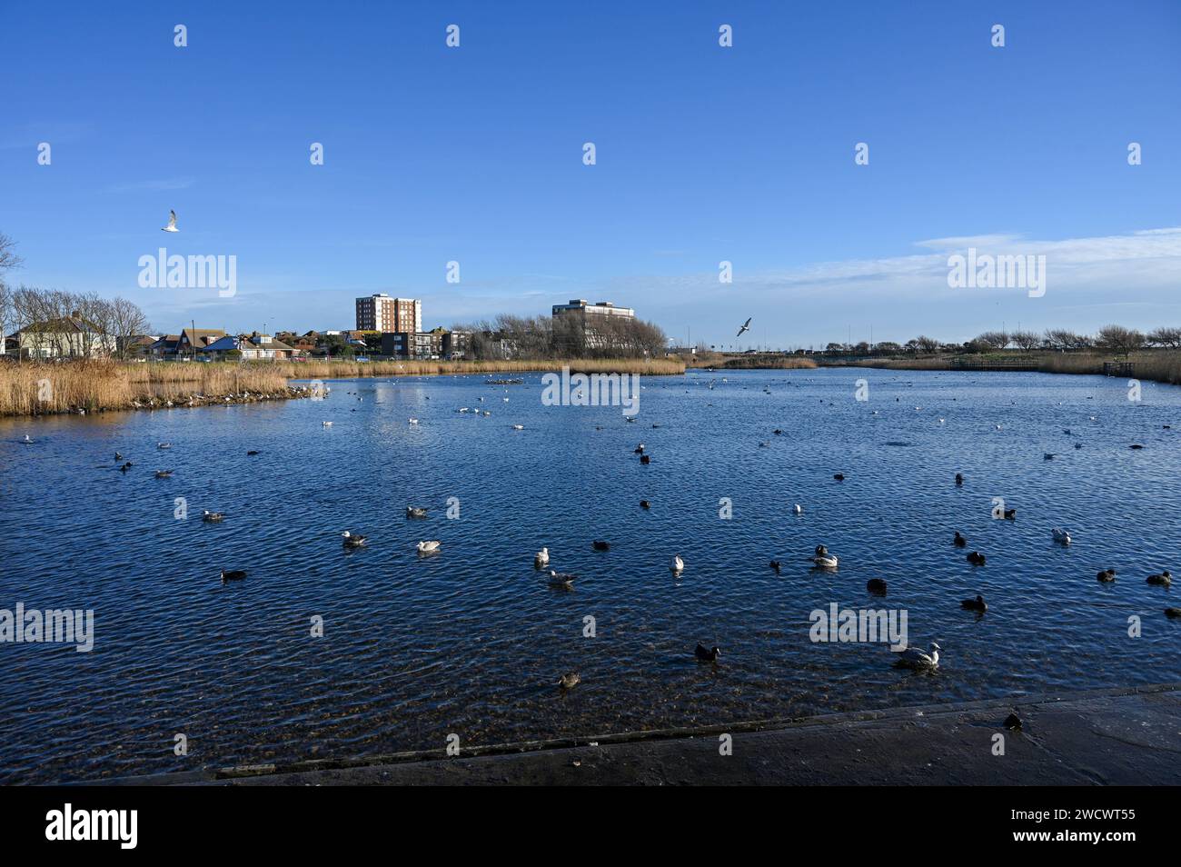 Brooklands Park and Lake just east of Worthing along the South Coast ...