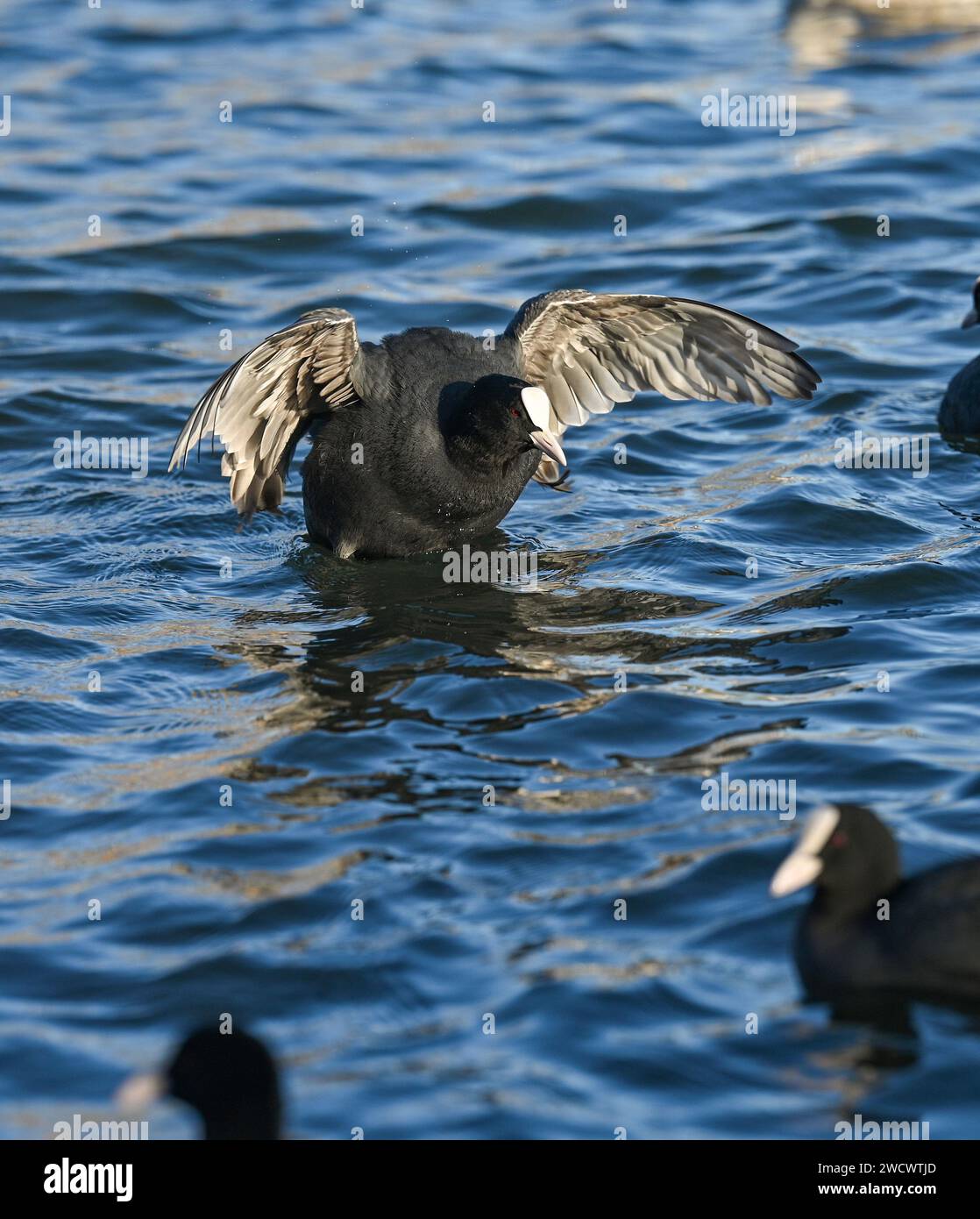 An aggressive Coot - Fulica atra - at Brooklands Park and Lake just ...