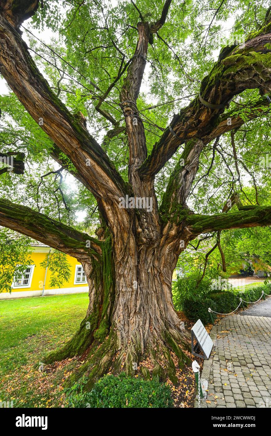 Hungary, Babolna, on the Euro bike 6 the famous stud farm which breeds ...