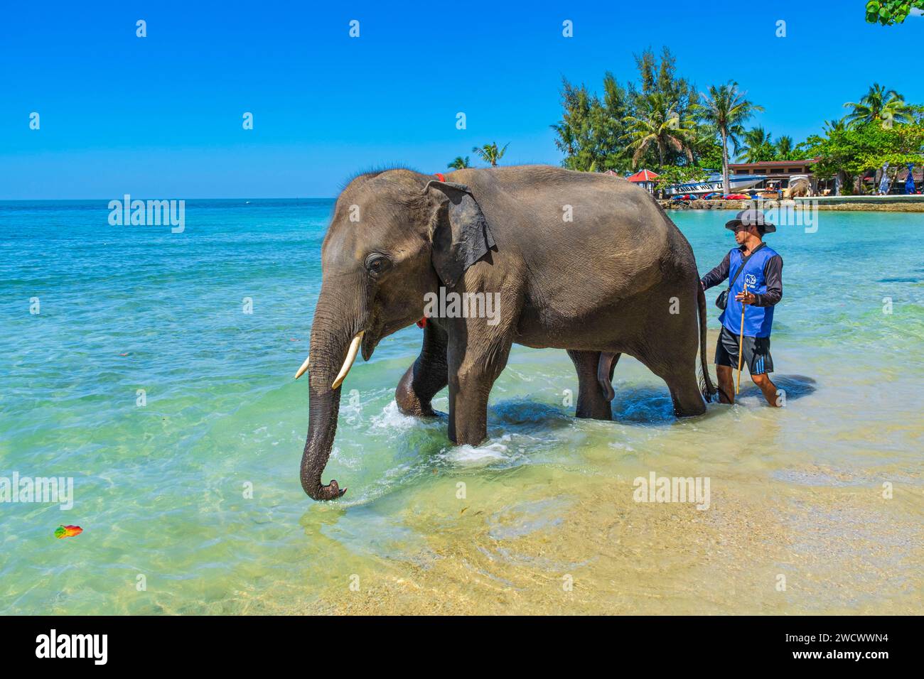 Thailand, Trat province, Ko Chang island, Kai Bae beach, mahout and his ...