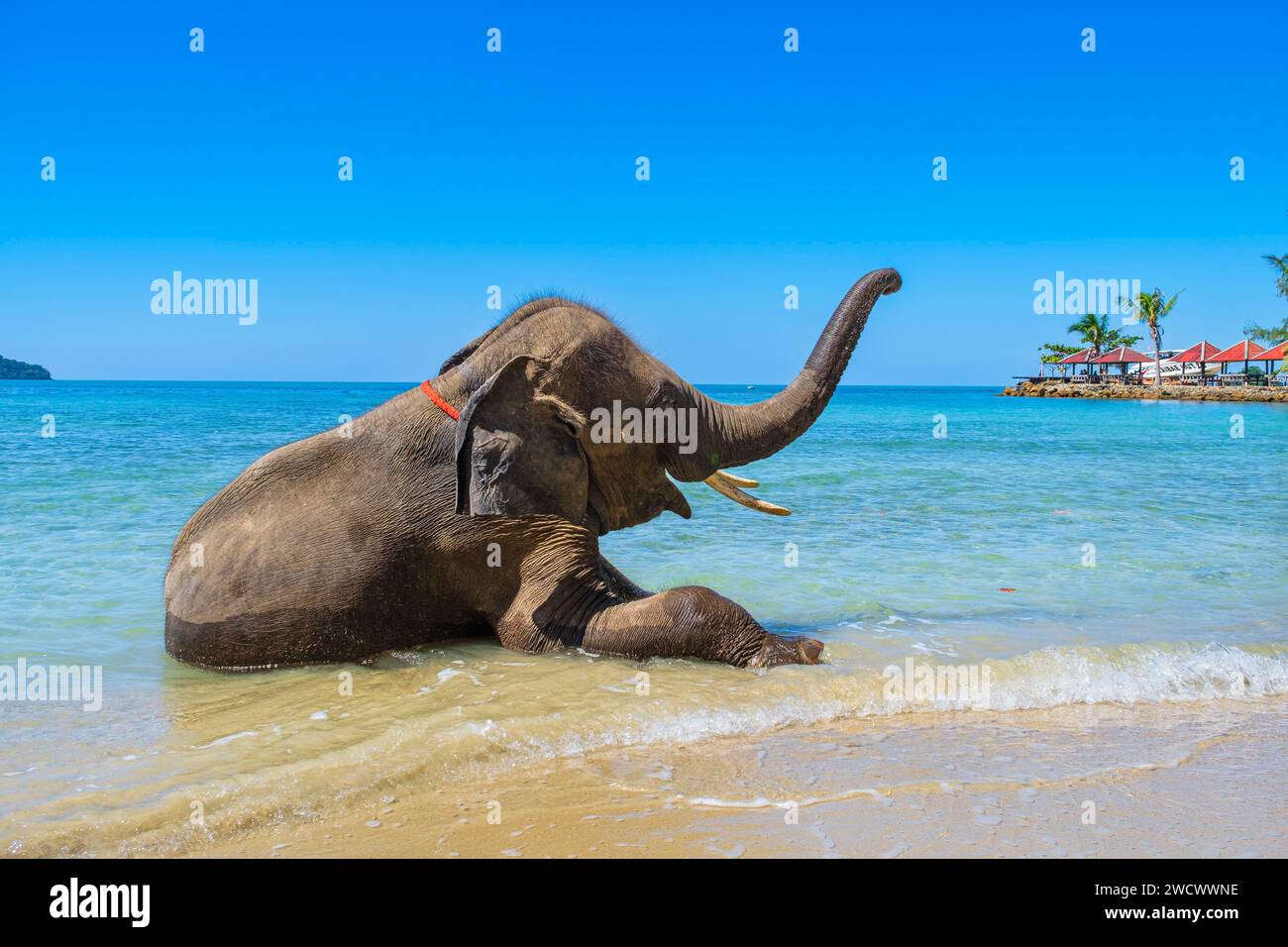 Thailand, Trat province, Ko Chang island, Kai Bae beach, mahout and his elephant Stock Photo - Alamy