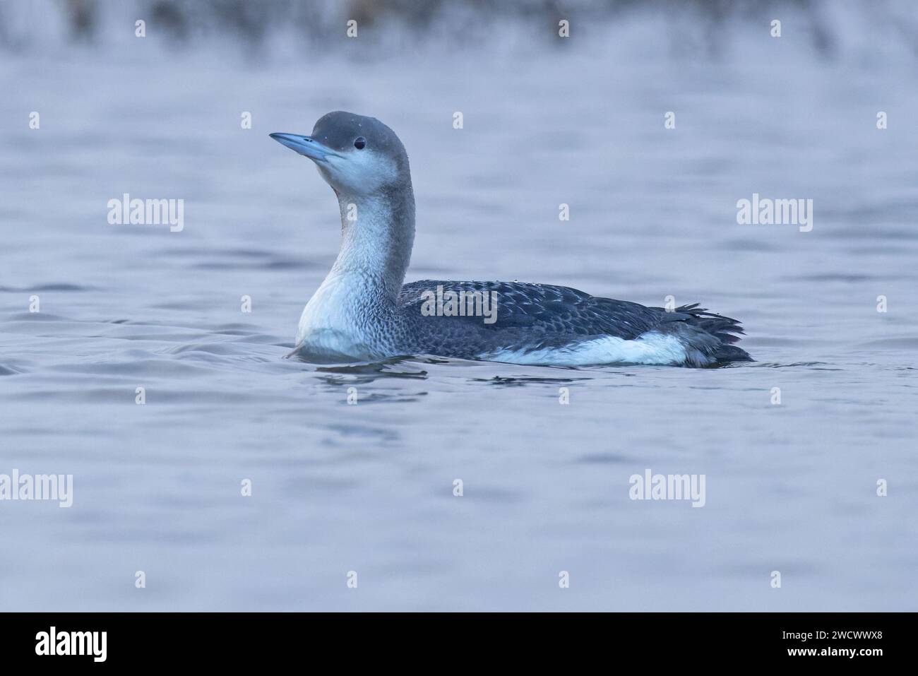 Black-throated Diver aka Arctic Loon (Gavia arctica) juvenile/first winter Norfolk January 2024 ...