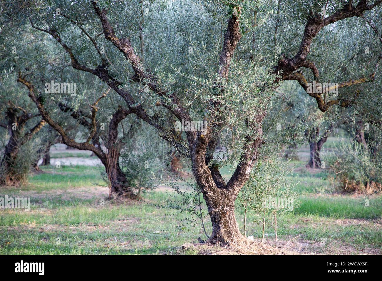 olive trees orchard in Greece Stock Photo - Alamy