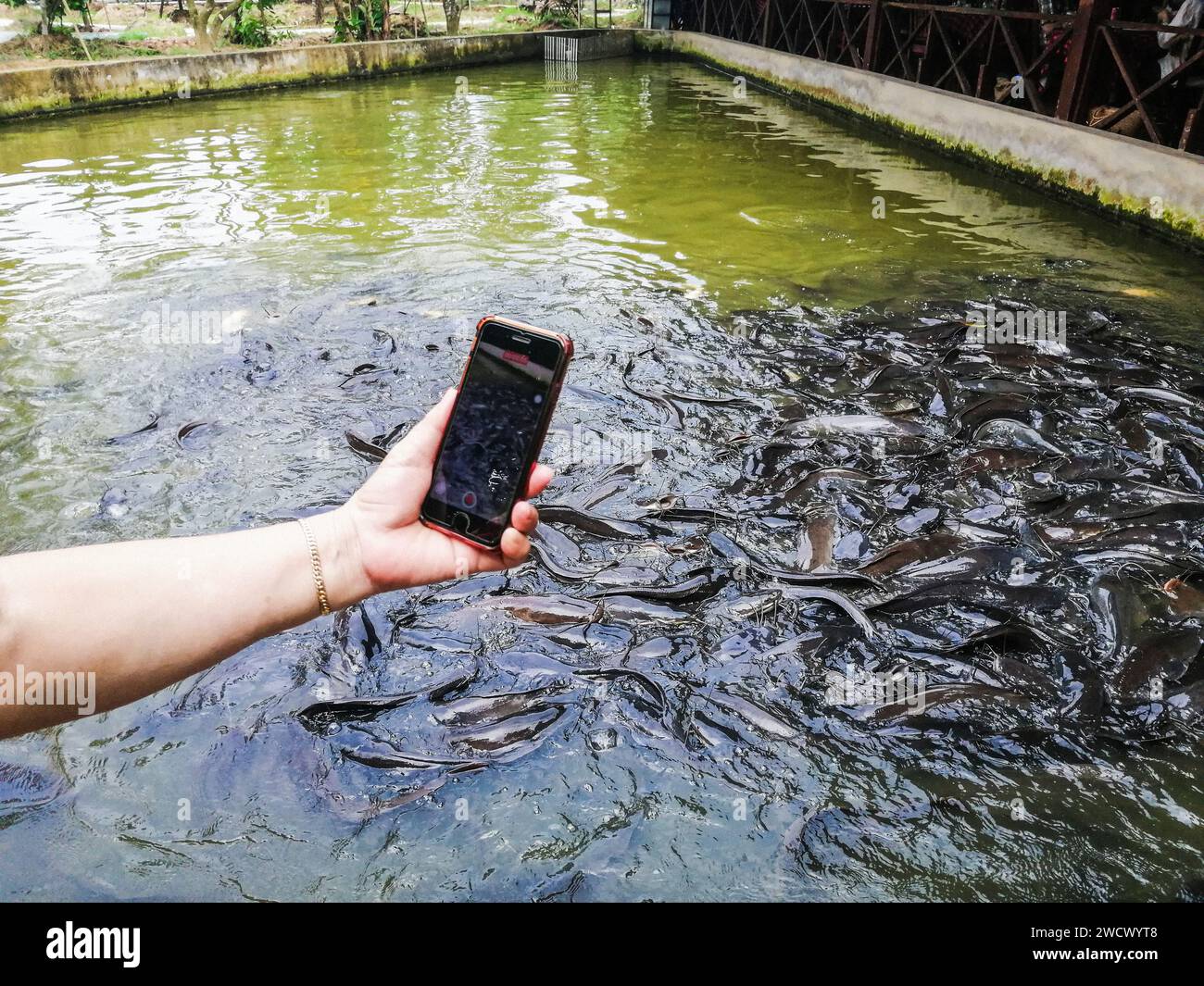 Vietnam, Mekon Delta, catfish Stock Photo - Alamy