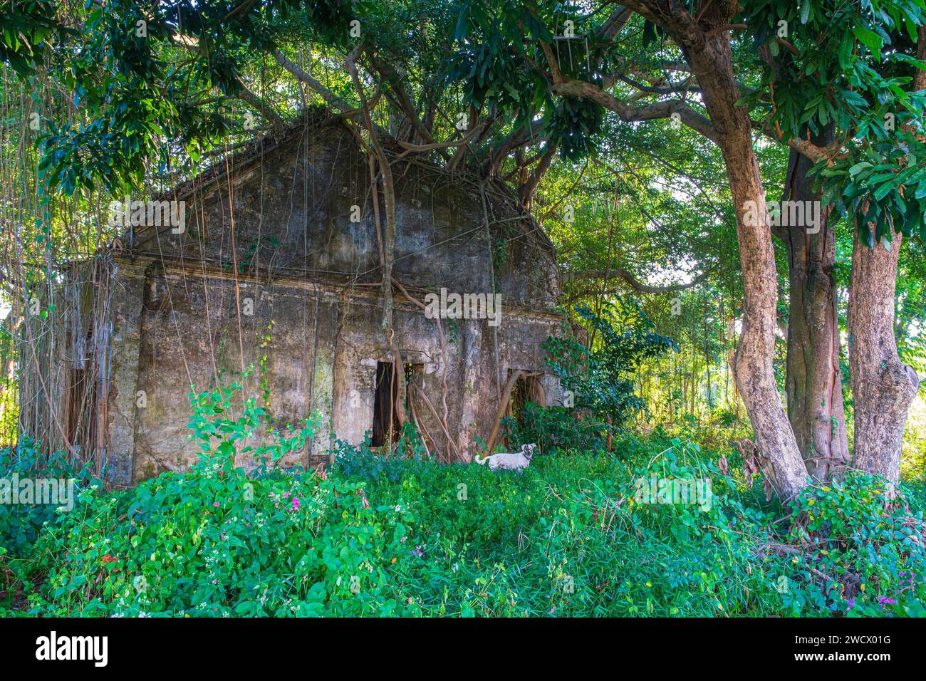 Overgrown tree house hi-res stock photography and images - Alamy