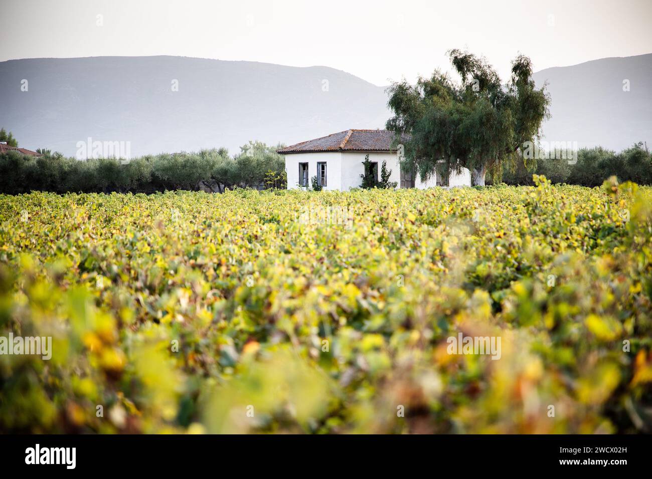 Traditional hungarian farm house hi-res stock photography and images ...