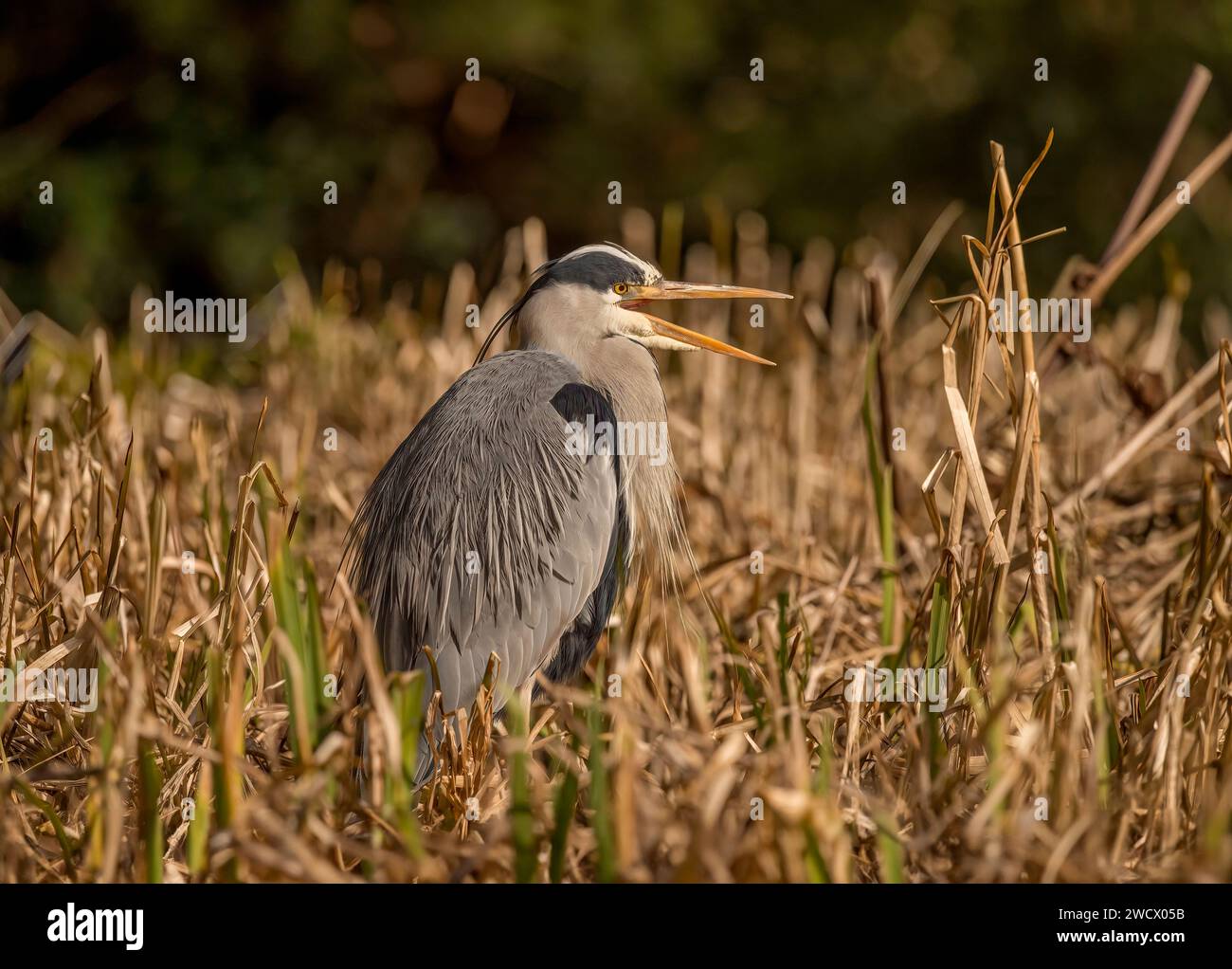 Heron, in the reeds beside a pond, close up in spring in Scotland ...