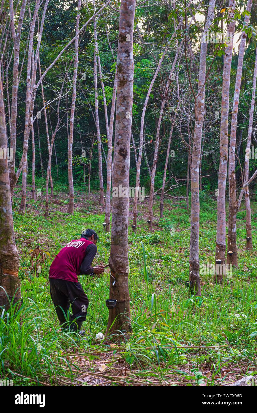 Thailand, Trat province, Ko Kood (or Ko Kut) island, rubber trees ...
