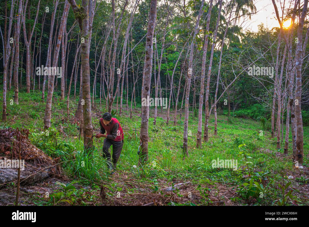 Thailand, Trat province, Ko Kood (or Ko Kut) island, rubber trees ...