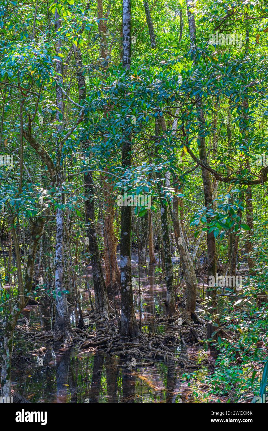 Mangrove island forest hi-res stock photography and images - Alamy