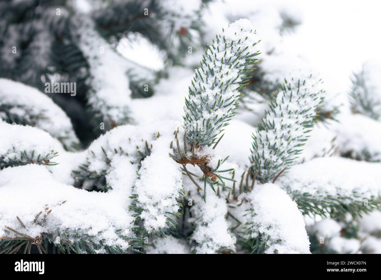 Snow covered coniferous branches. Christmas tree under snow, close up ...