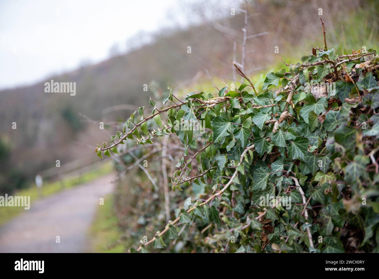 Wall on a dirt road overgrown with ivy, climbing plant Stock Photo - Alamy