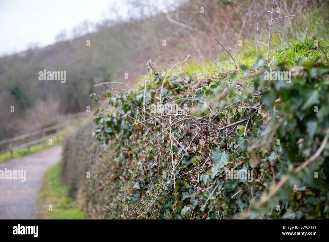 Ivy climbing up a wall on a building hi-res stock photography and ...