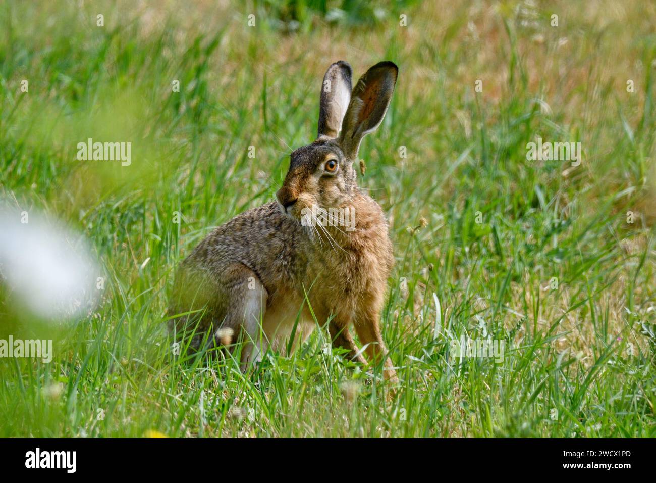 Mammal europe hi-res stock photography and images - Alamy