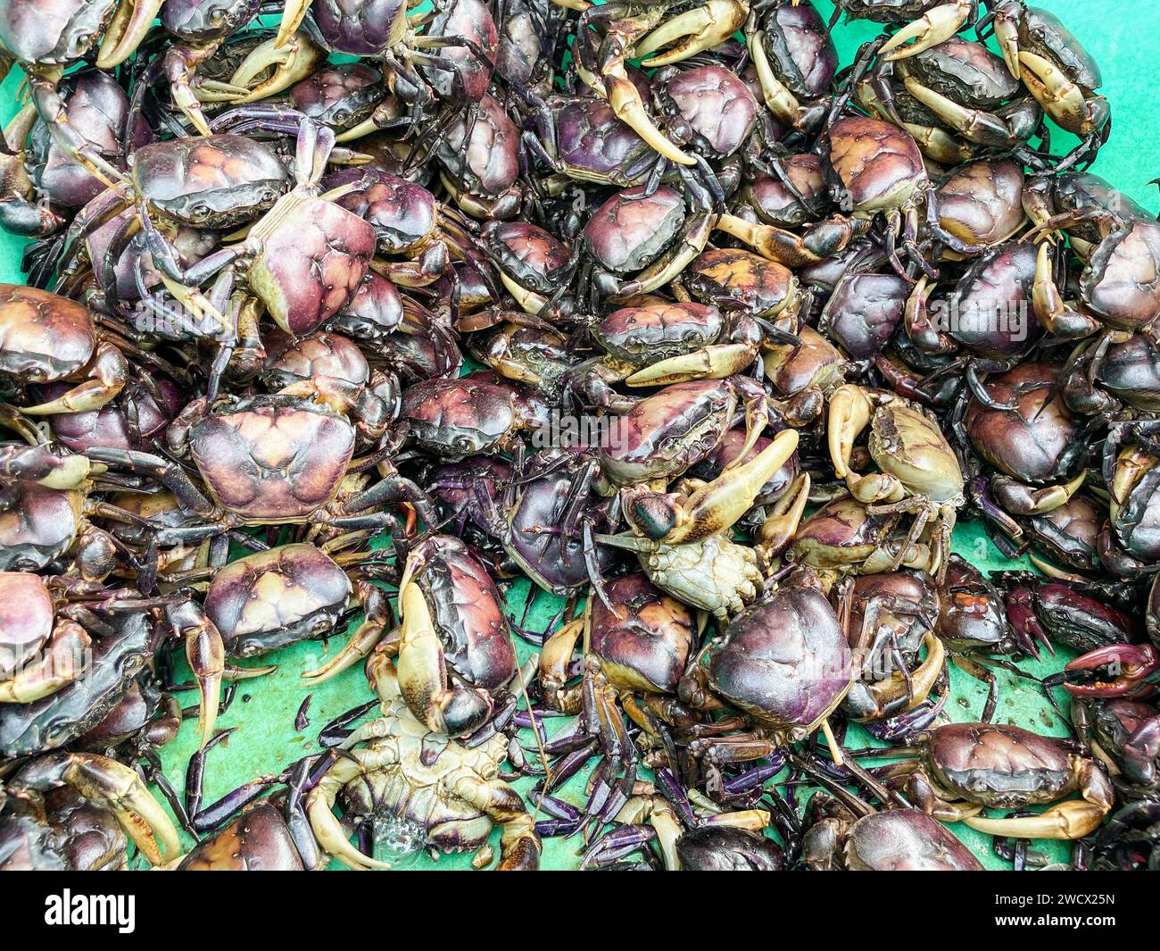 Cambodia, Phnom Penh, fish market Stock Photo - Alamy