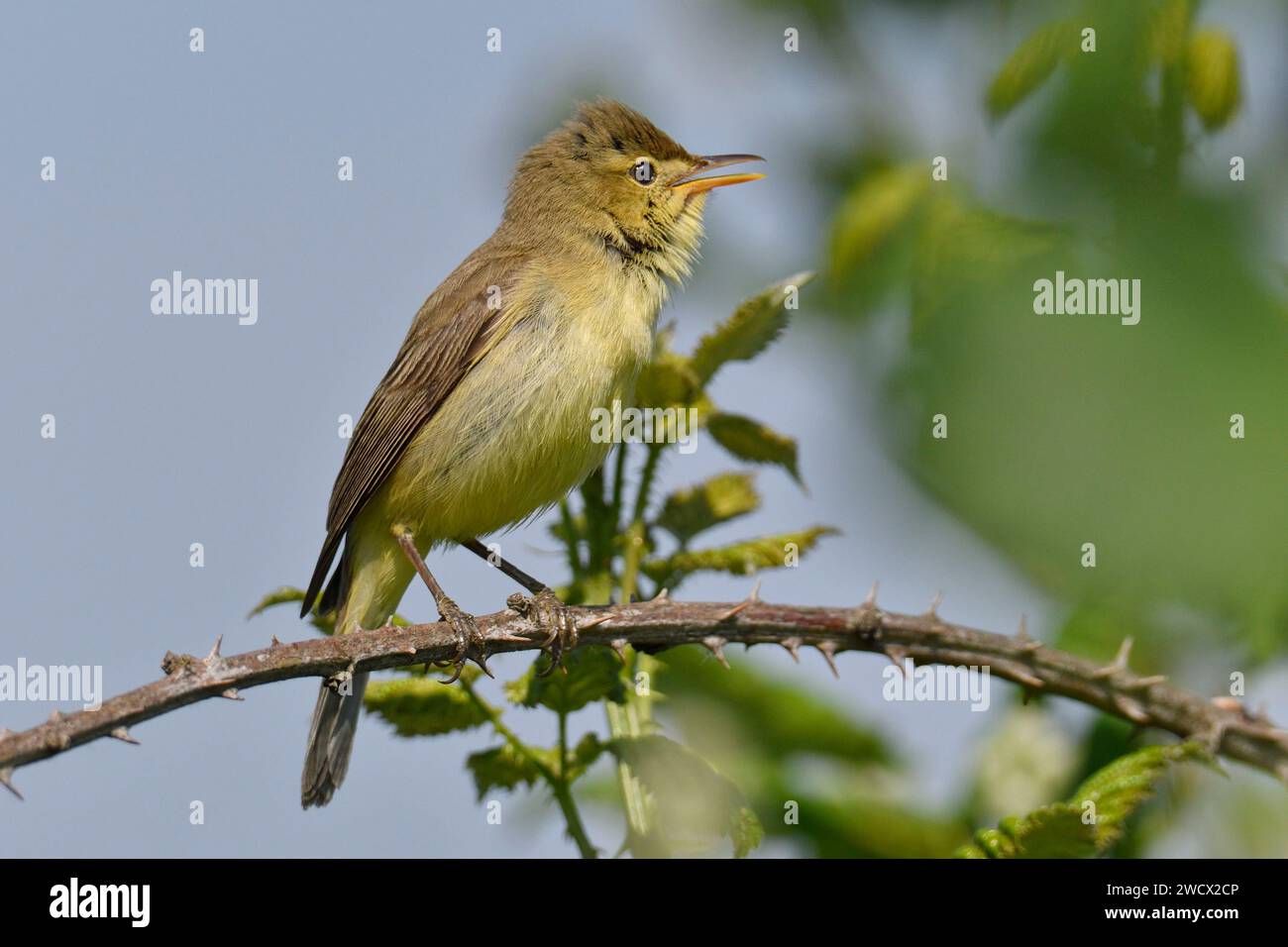 France, Doubs, wildlife, bird, passerine, Hypolaïs polyglot (Hippolais ...