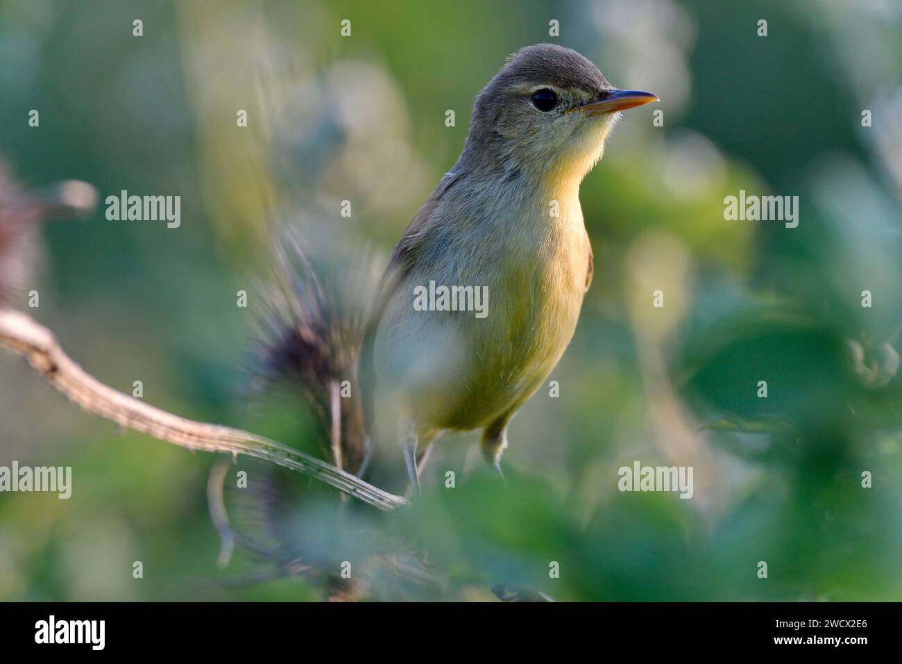 France, Doubs, wildlife, bird, passerine, Hypolaïs polyglot (Hippolais ...