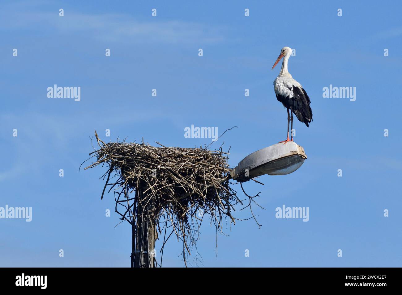 France, Doubs, wildlife, bird, wading bird, White Stork (Ciconia ...