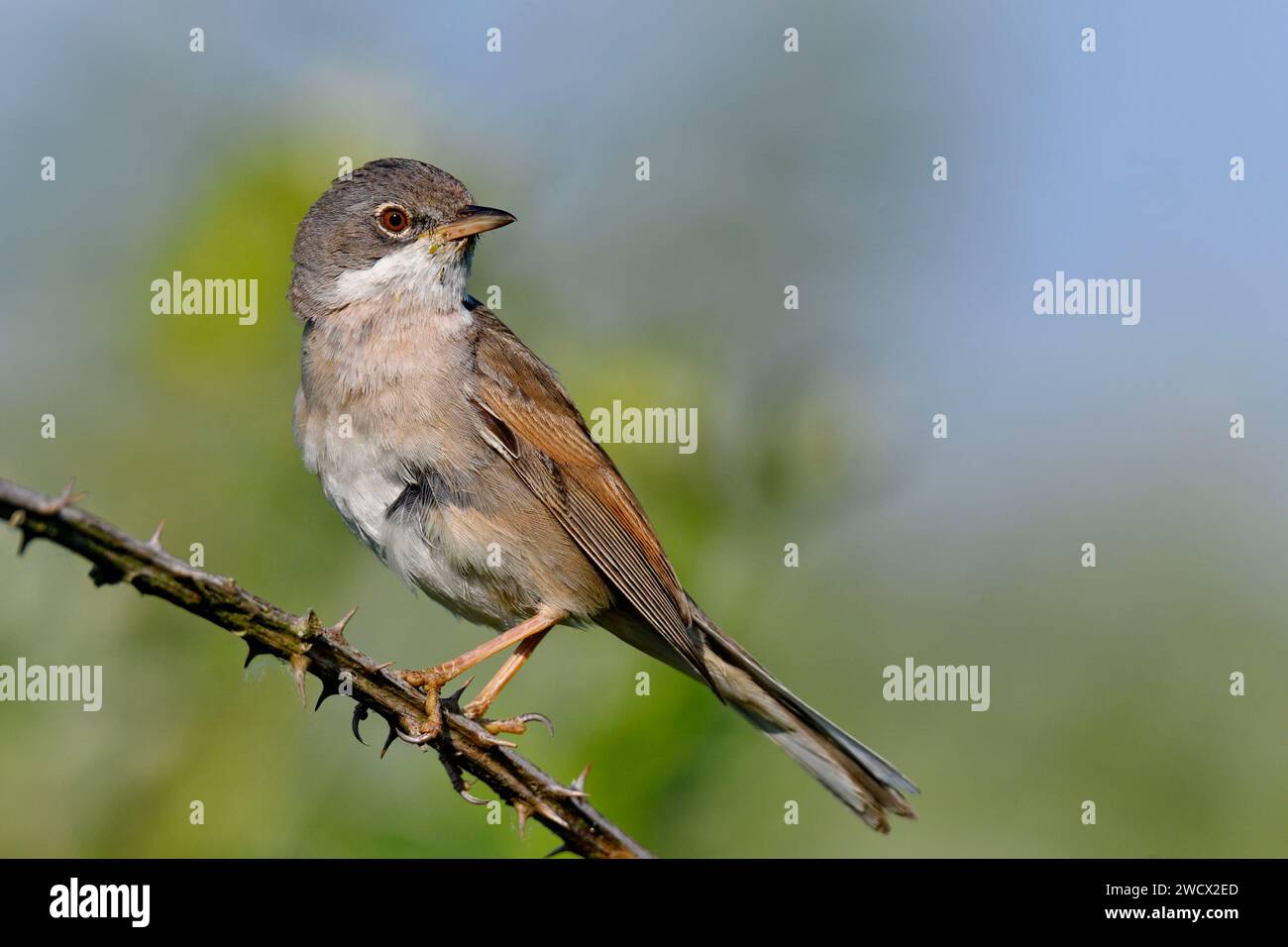 Bird male masculine wildlife hi-res stock photography and images - Alamy
