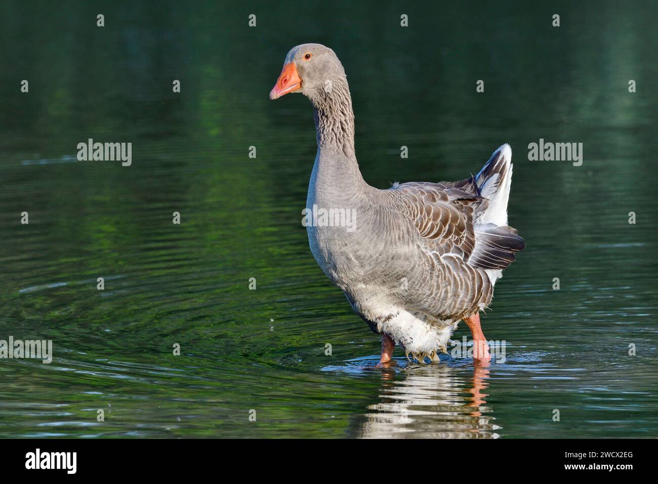 France wild animals hi-res stock photography and images - Alamy