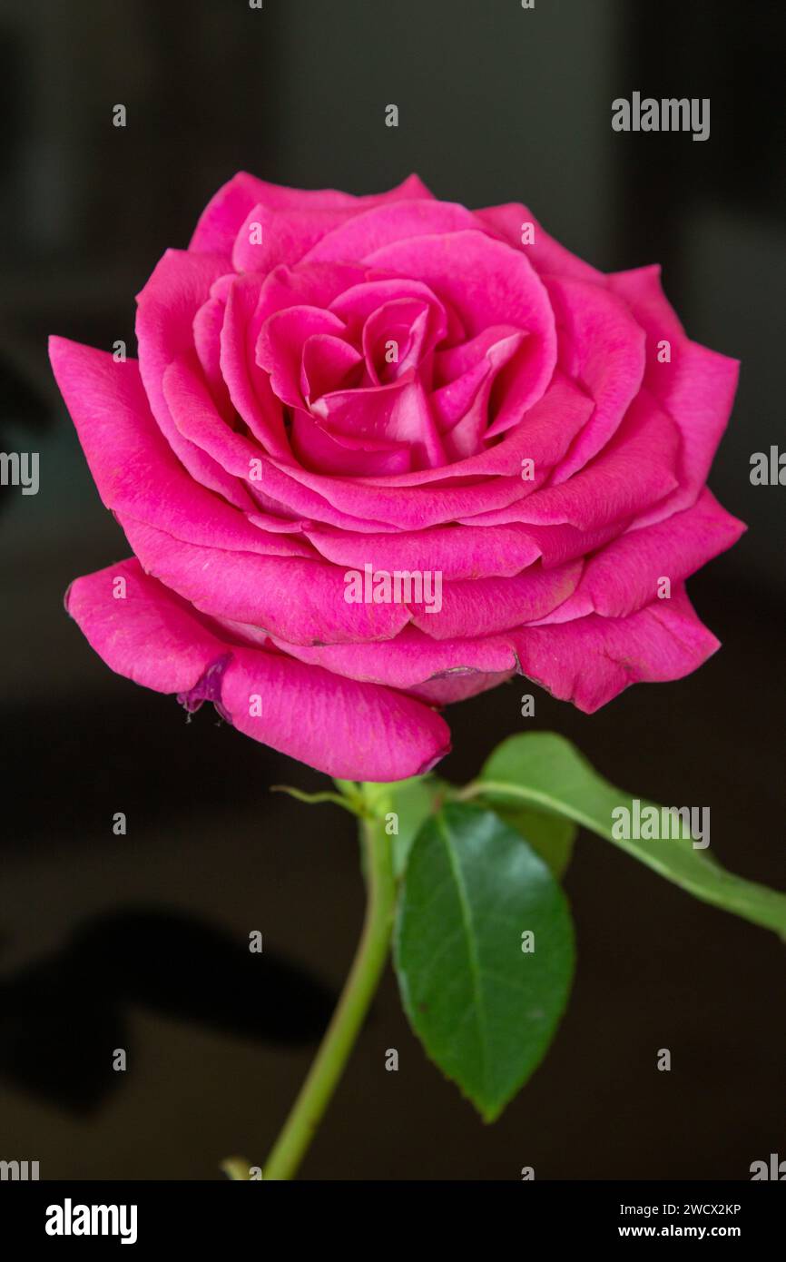 Scarlet rose hi-res stock photography and images - Alamy