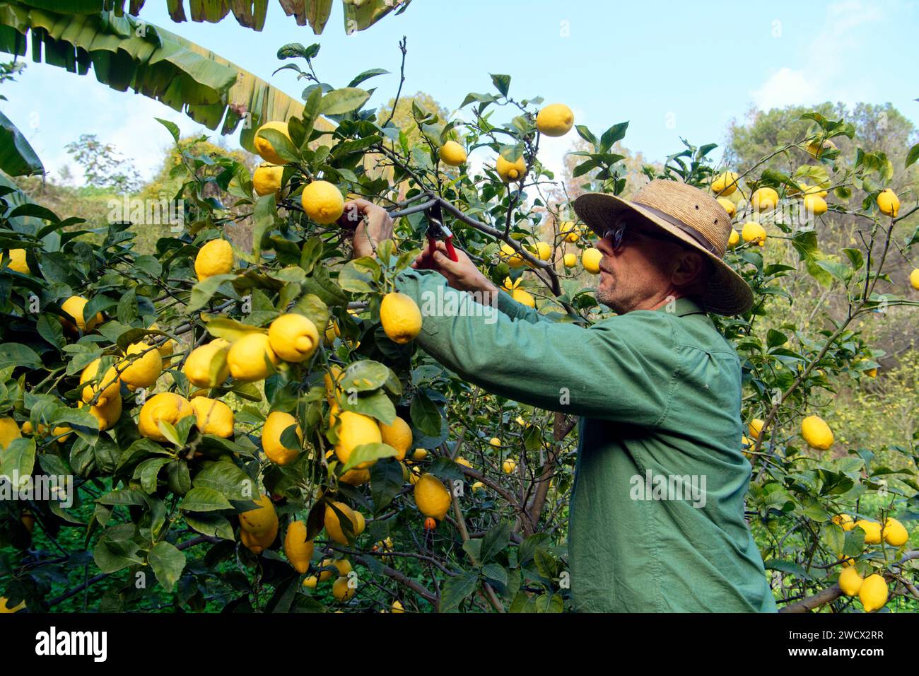 France, Alpes Maritimes, Cote d'Azur, Menton, on the heights of Garavan ...