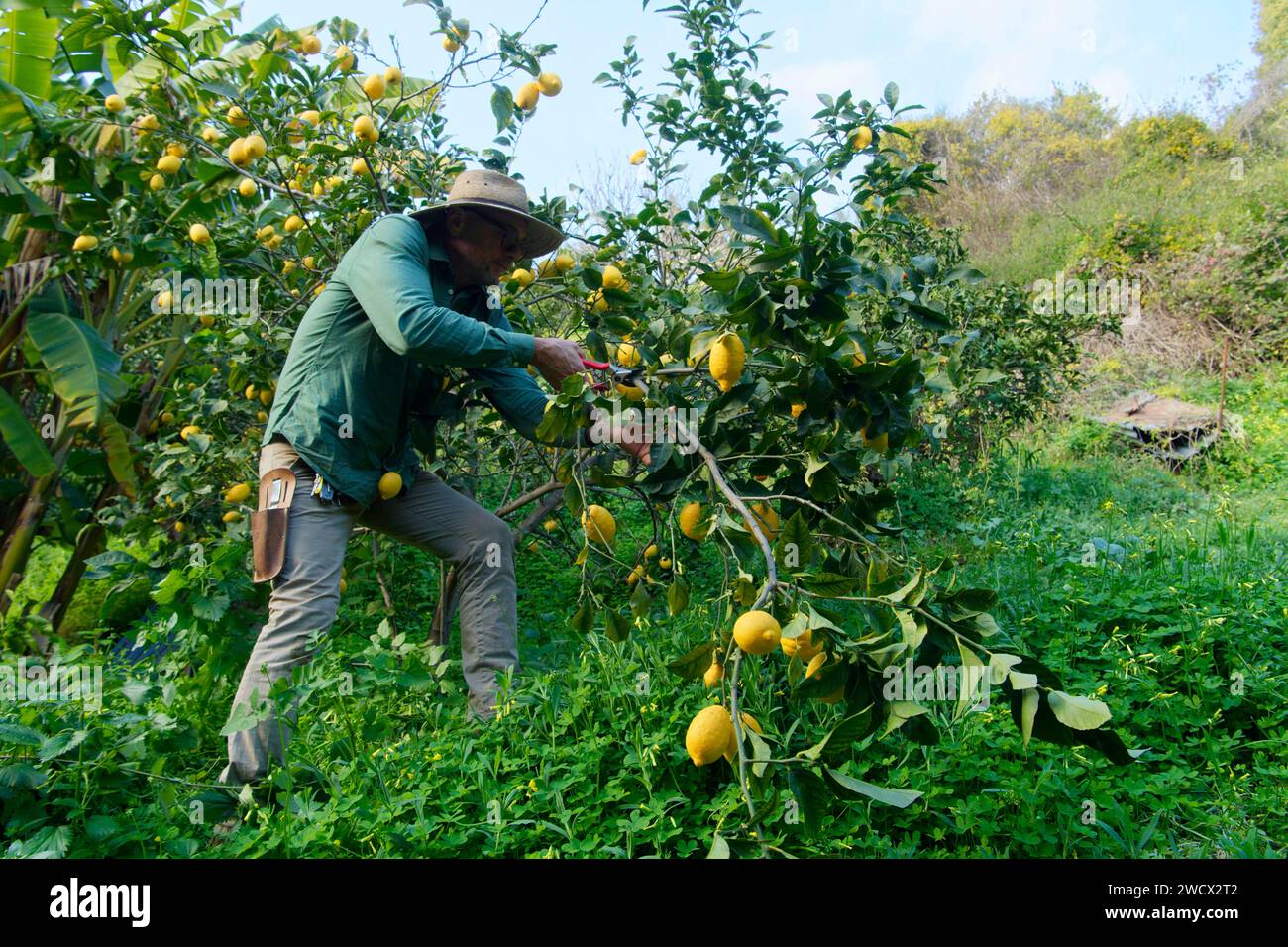 France, Alpes Maritimes, Cote d'Azur, Menton, on the heights of Garavan ...