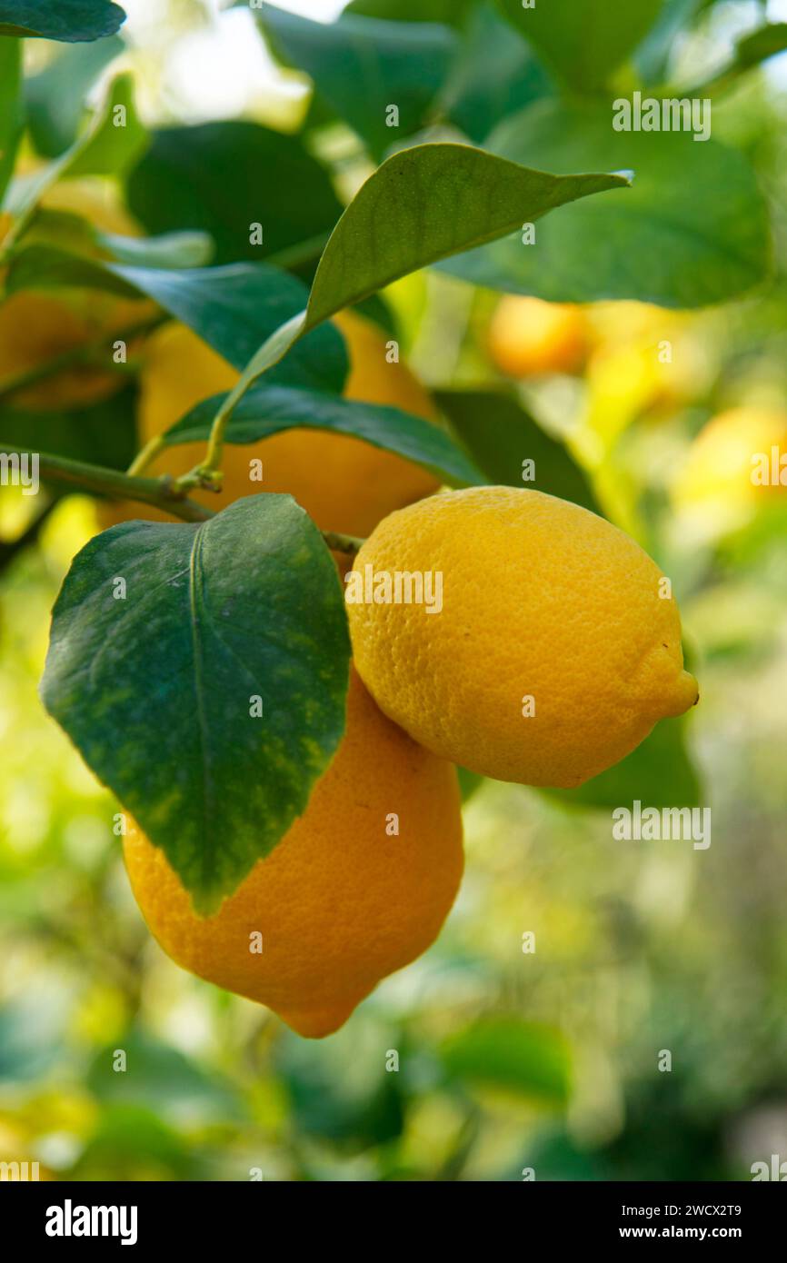 La culture du citron hi-res stock photography and images - Alamy