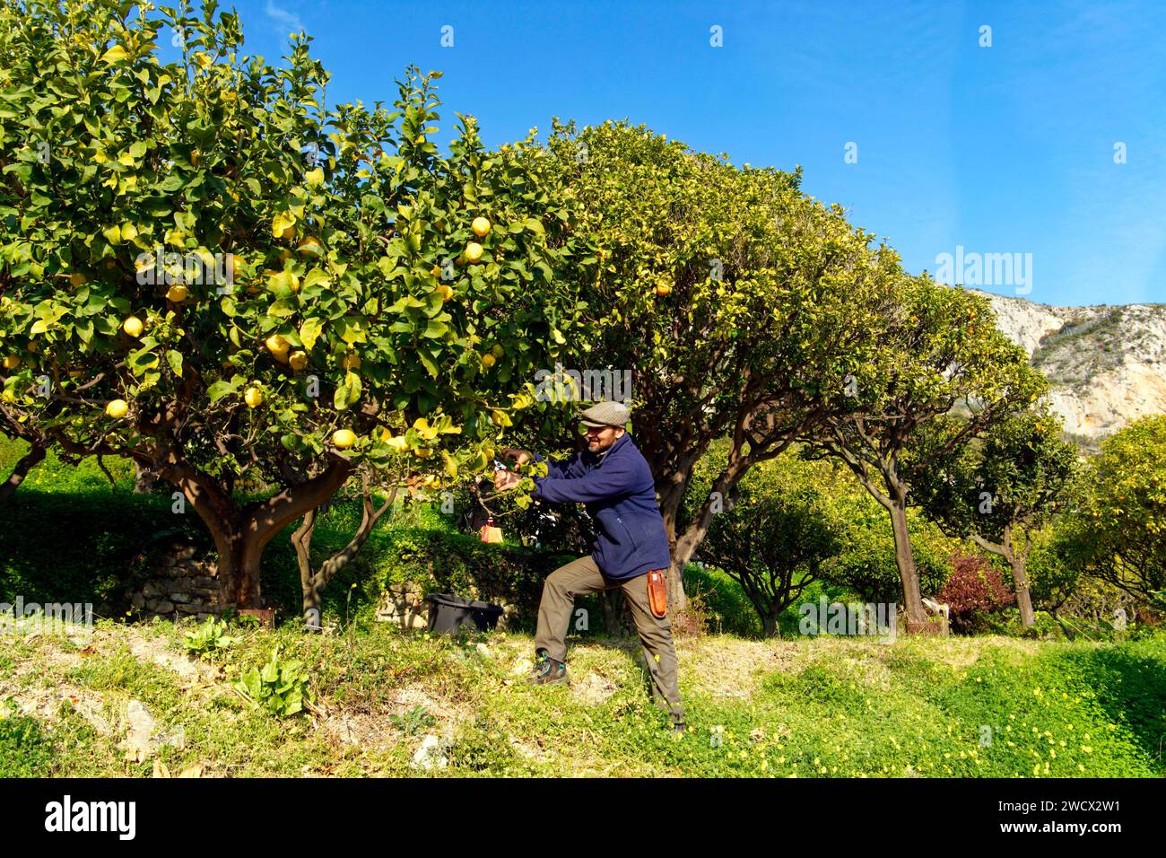 France, Alpes Maritimes, Cote d'Azur, Menton, on the heights of Garavan ...