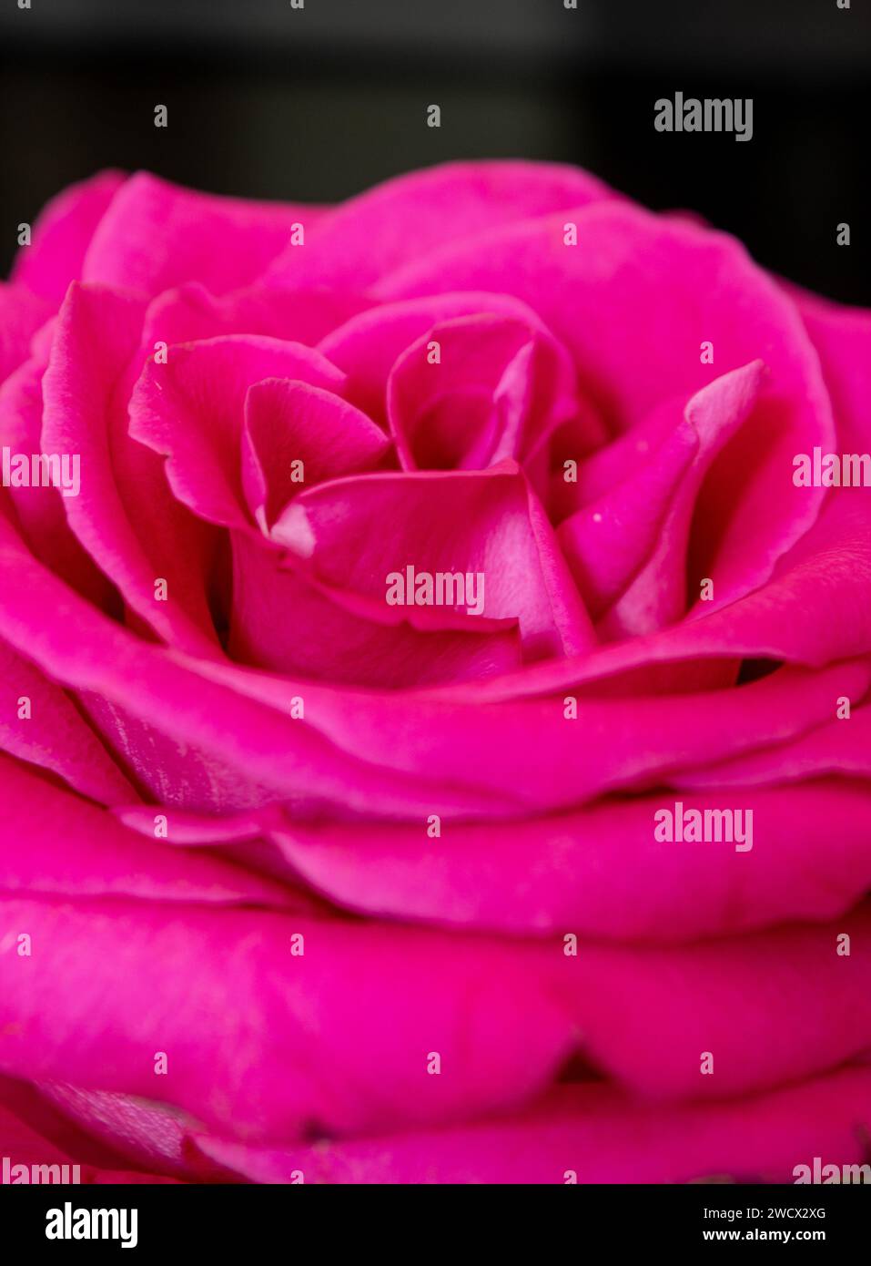 Rose color hi-res stock photography and images - Alamy