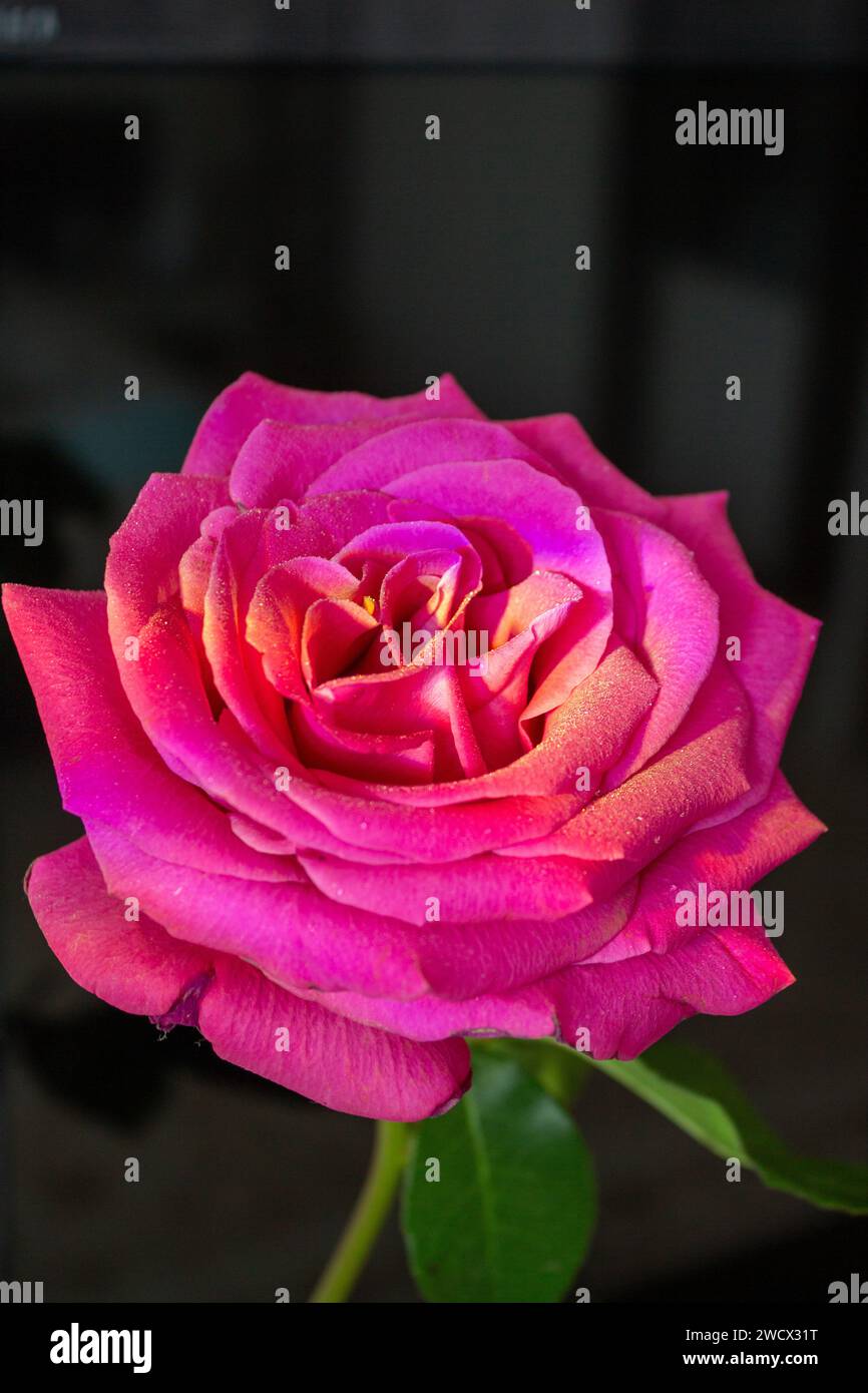 Scarlet rose hi-res stock photography and images - Alamy