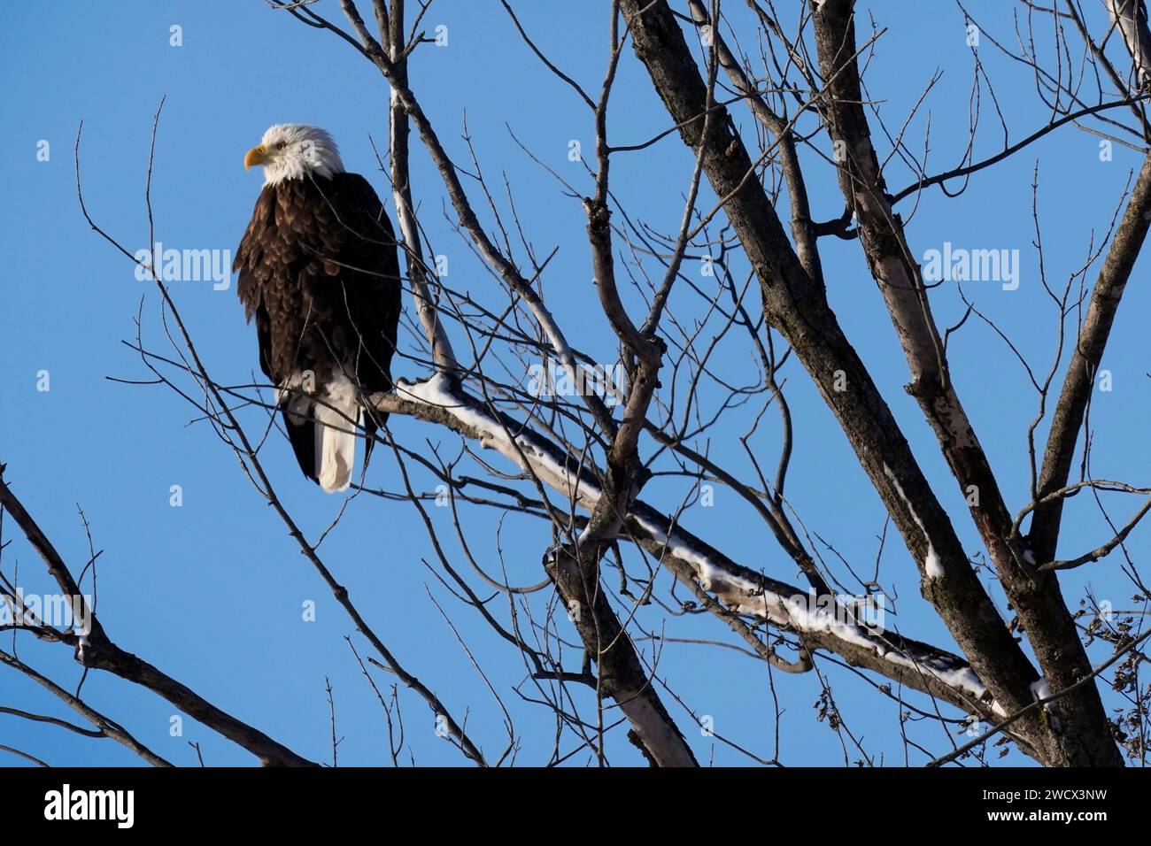 A bald eagle sits on a snow dusted branch overlooking a field ...
