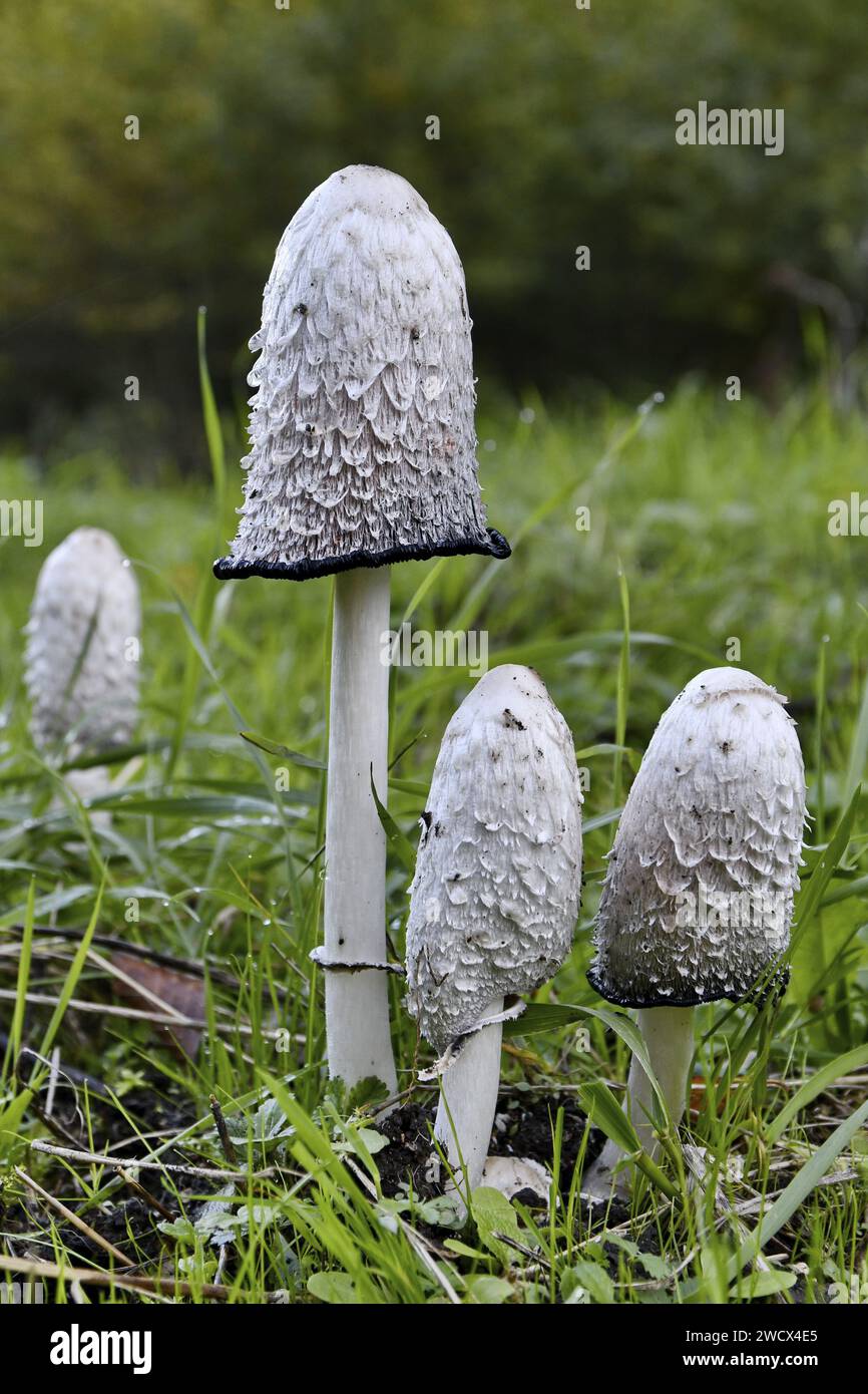 France, Doubs, mushrooms, Coprin hairy (Coprinus comatus) in the grass ...