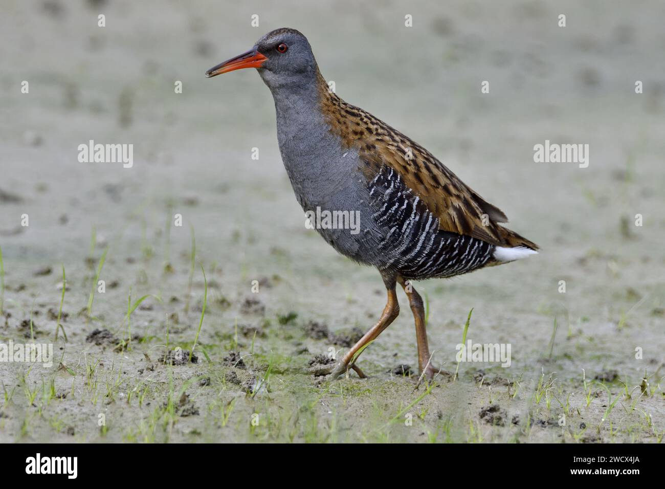 France, Doubs, wildlife, bird, Water Rail (Rallus aquaticus Stock Photo ...
