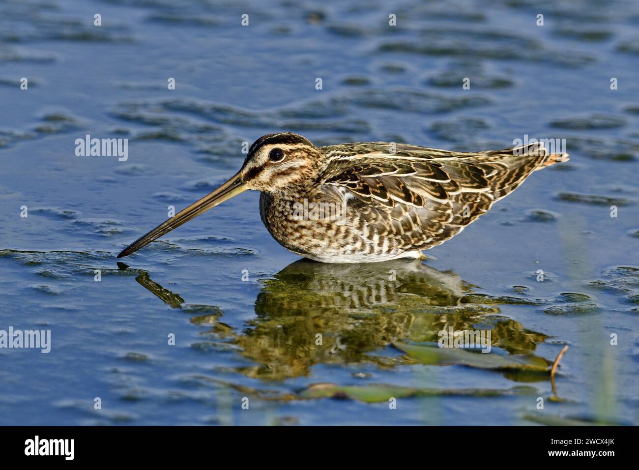 France, Doubs, wildlife, bird, shorebird, Marsh Snipe (Gallinago ...