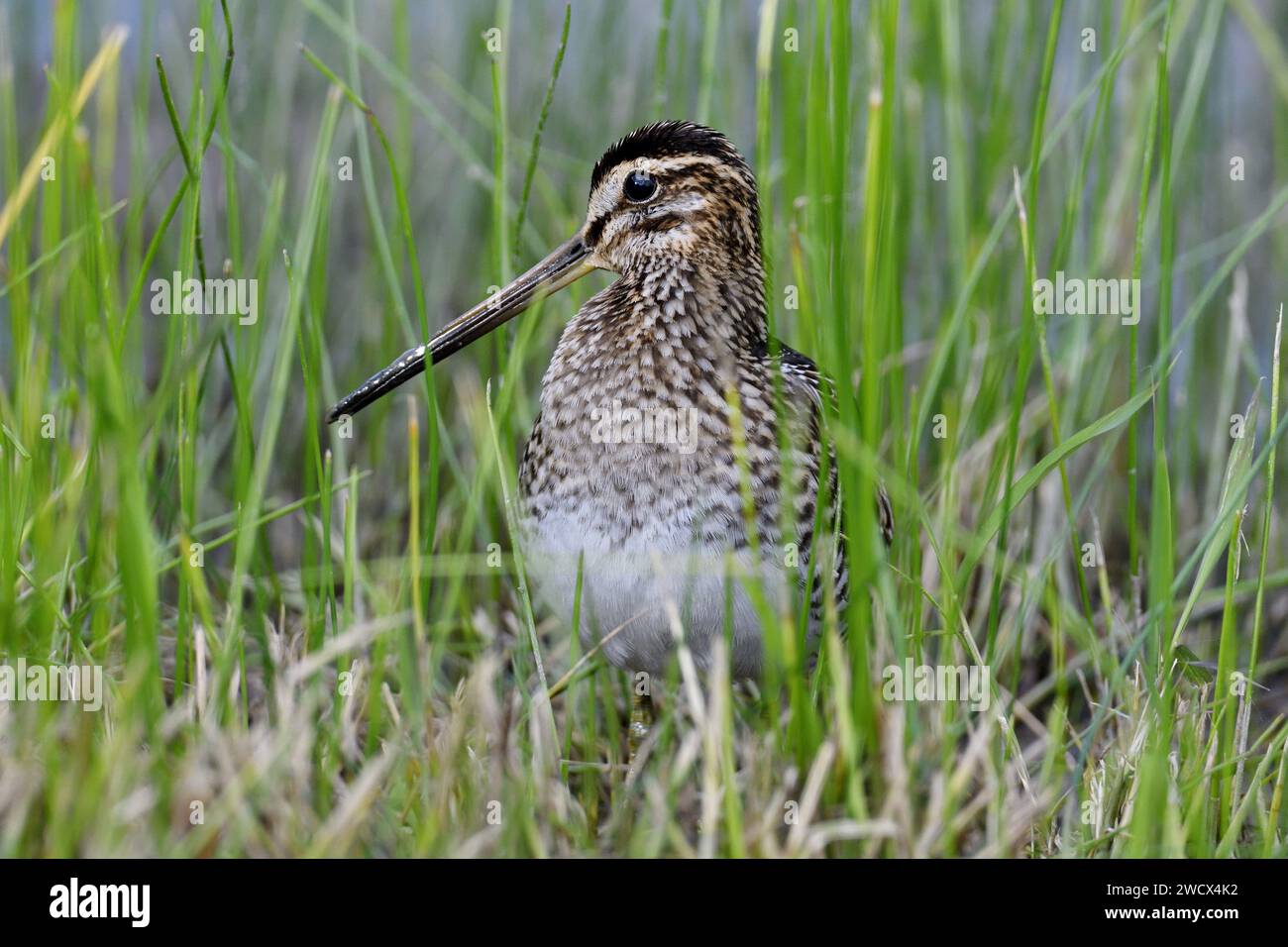 France, Doubs, wildlife, bird, shorebird, Marsh Snipe (Gallinago ...