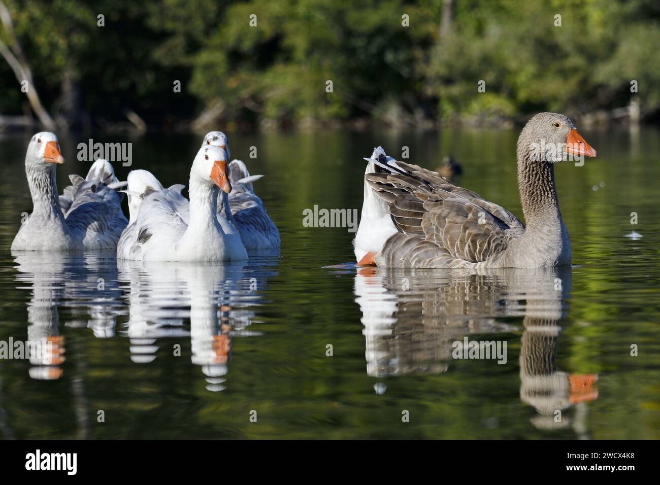 Grey goose france hi-res stock photography and images - Alamy