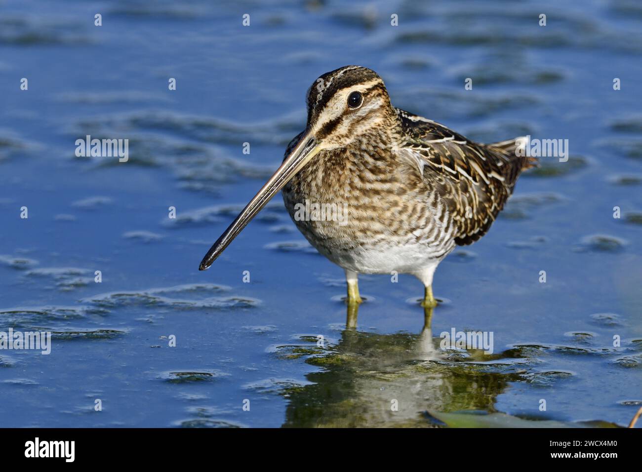 France, Doubs, wildlife, bird, shorebird, Marsh Snipe (Gallinago ...
