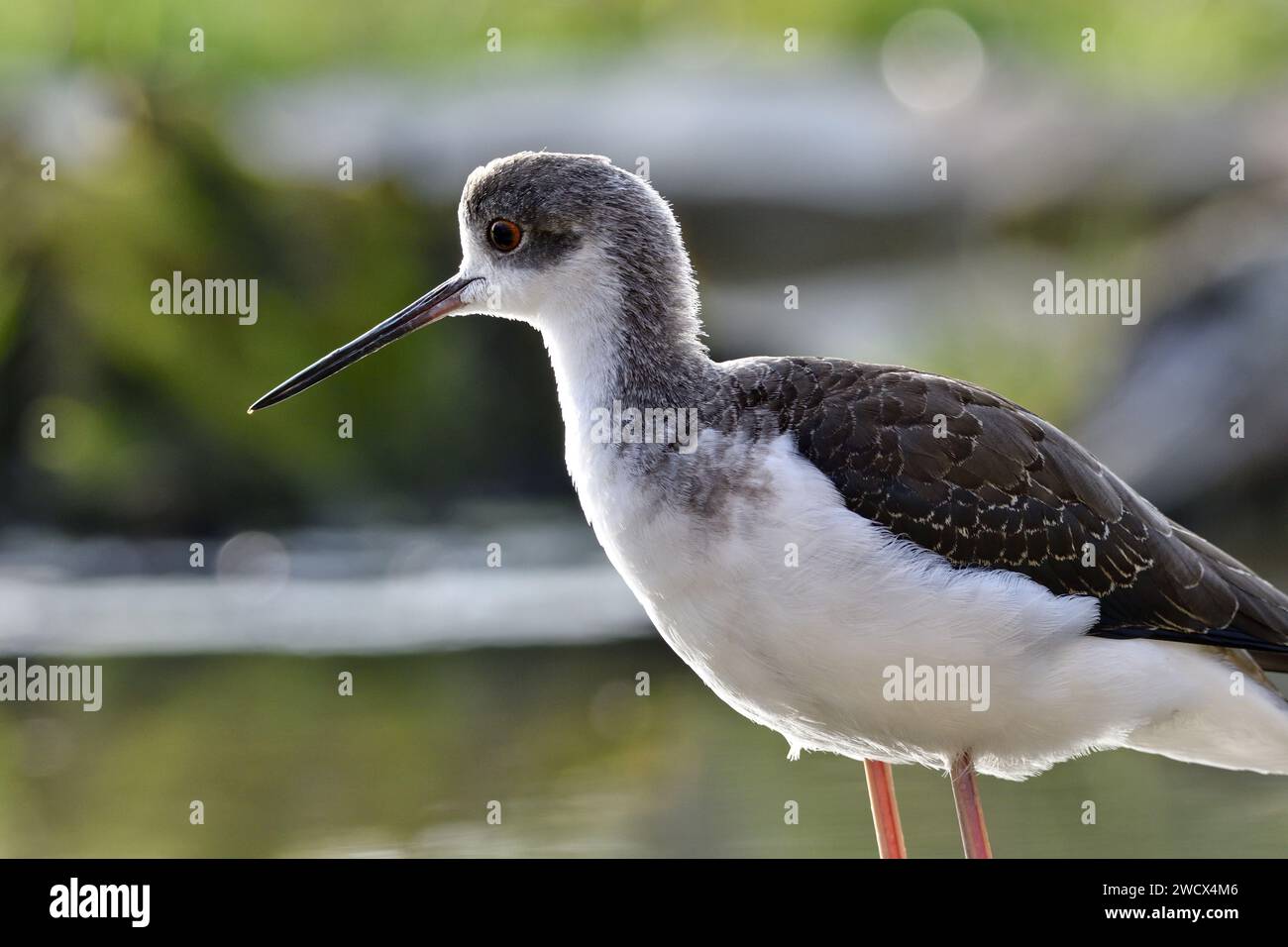 France, Doubs, wildlife, bird, White Stilt (Himantopus himantopus Stock ...